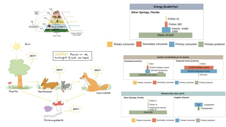 Forest Ecosystem - Definition, Types, Functions - Biology Notes Online
