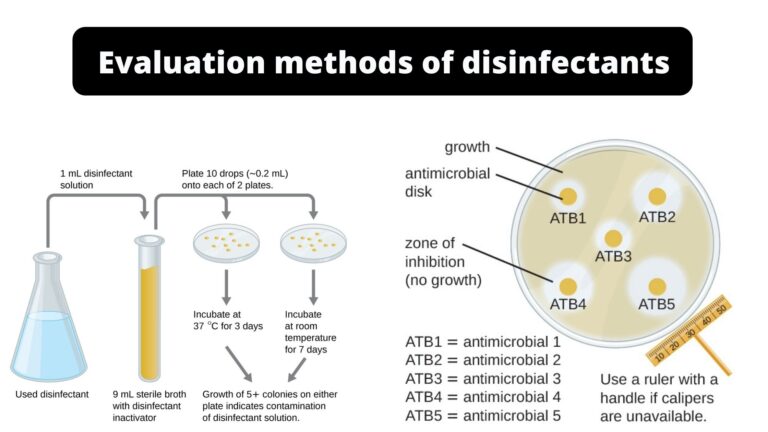 Direct Microscopic Count (DMC) Advantage, Disadvantage. - Biology Notes ...