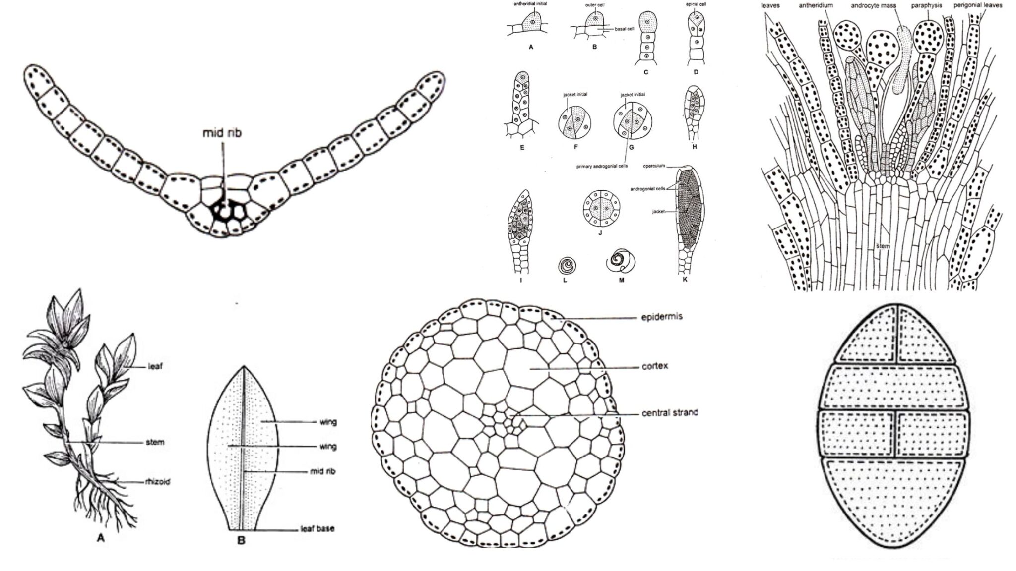 What are Lichens? - Characteristics, Types, Structure, Reproduction ... What are Lichens? - Characteristics, Types, Structure, Reproduction ...