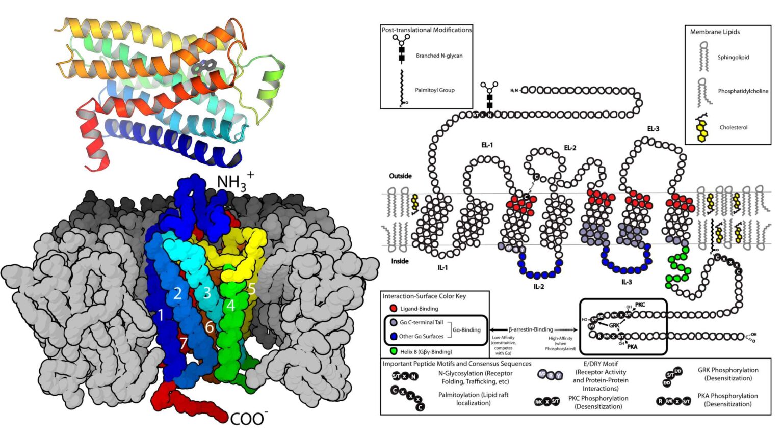Four Types of Protein Structure With Diagram - Primary, Secondary ...