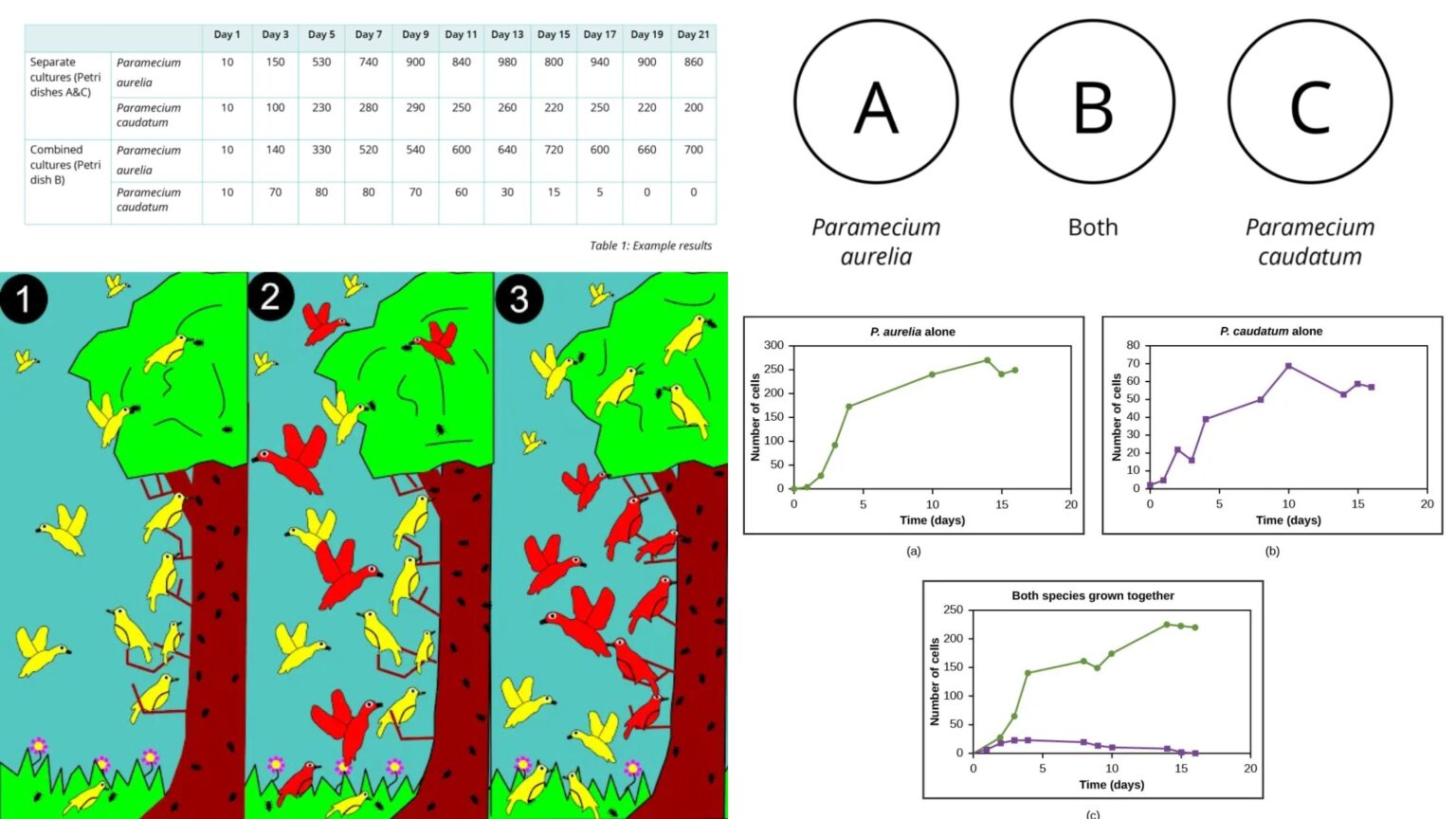 Keystone Species - Types, Characteristics, Their Role in Ecosystem ...