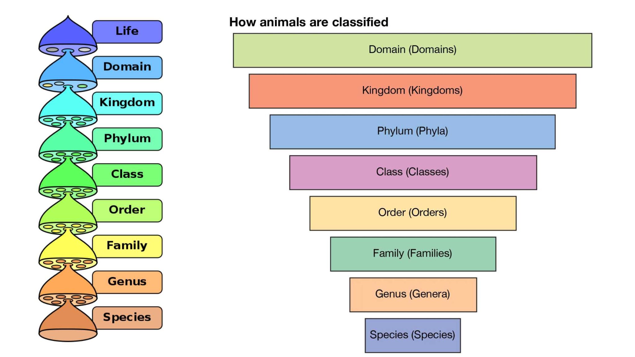 Organism - Definition, Types, Structure, Examples - Biology Notes Online