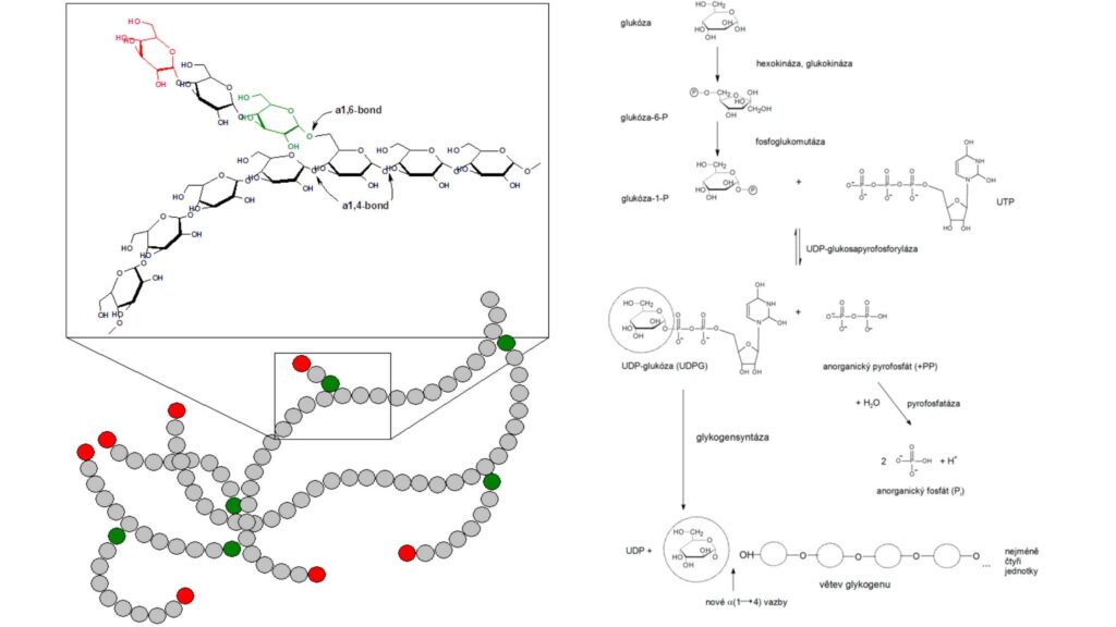 Glycogen Molecular Structure
