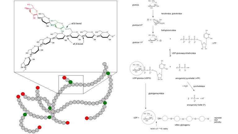 Metabolic Process - Biology Notes Online