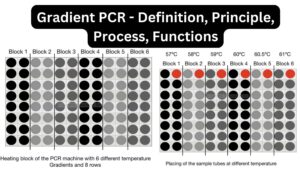 X-Ray Crystallography - Principle, Parts, Applications - Biology Notes ...