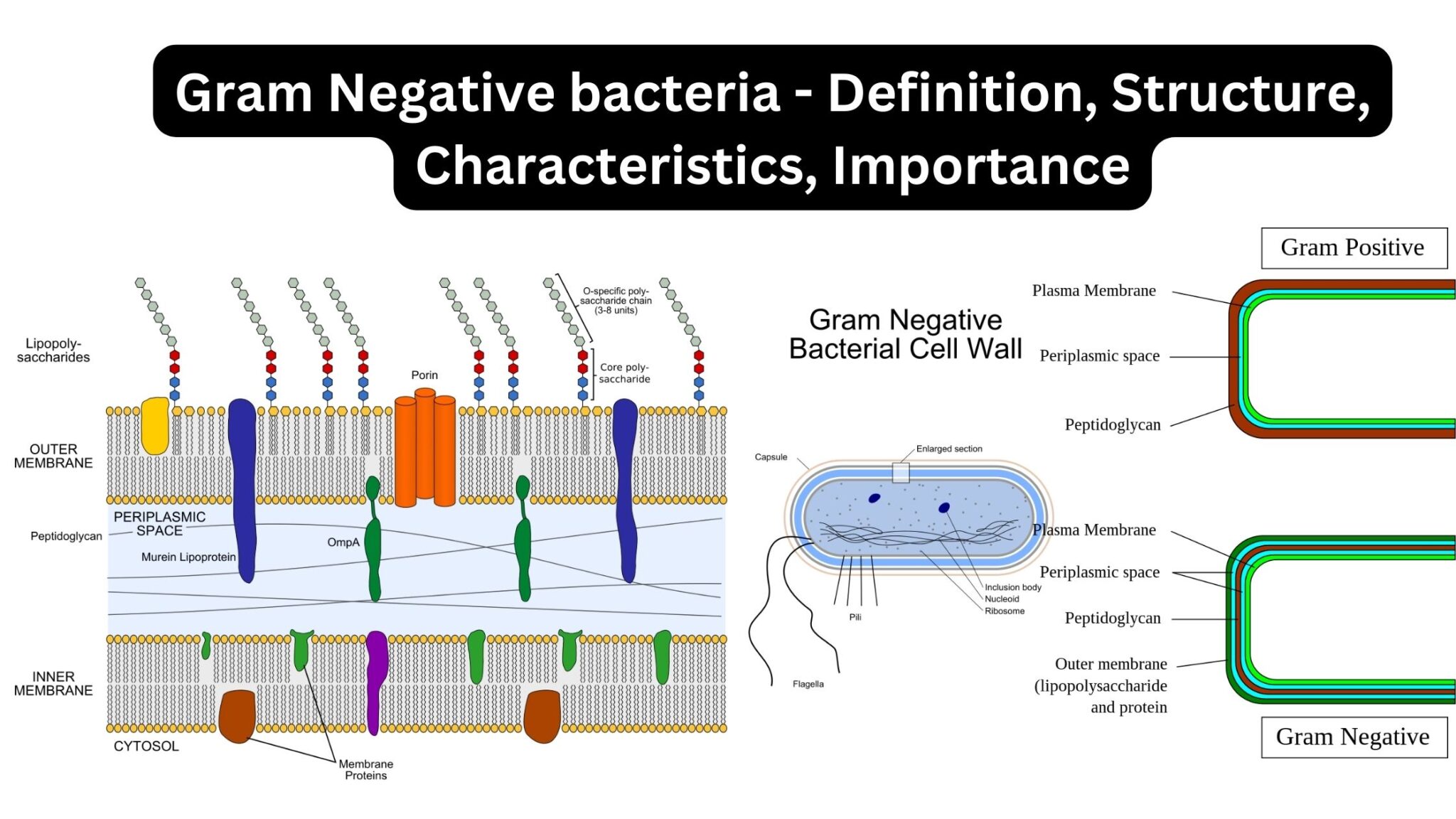 Diphtheroids - Definition, Classification, Structure, Pathogenesis ...