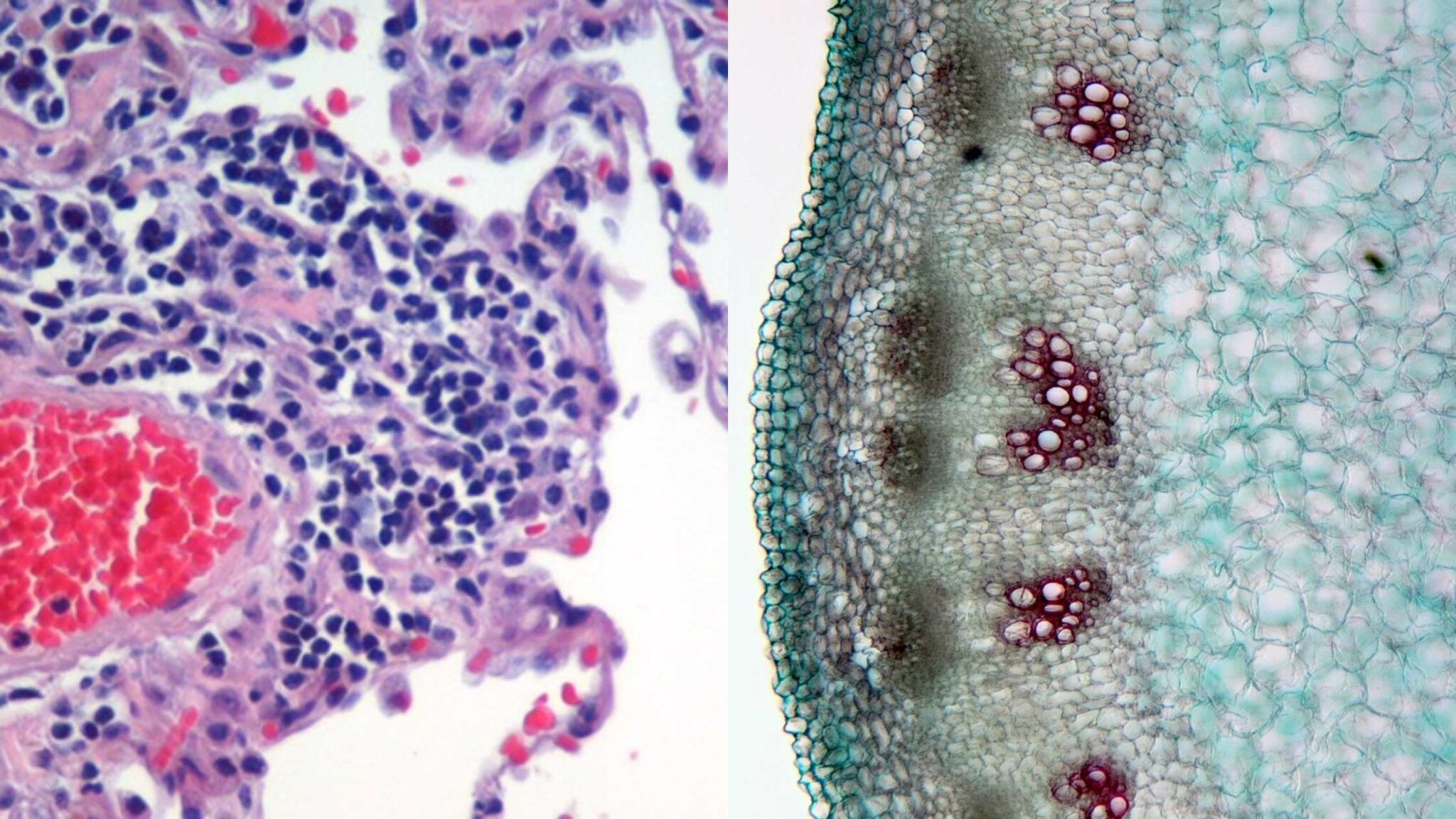 Archaea - Habitat, Structure, Characteristics, Importance, Examples ...