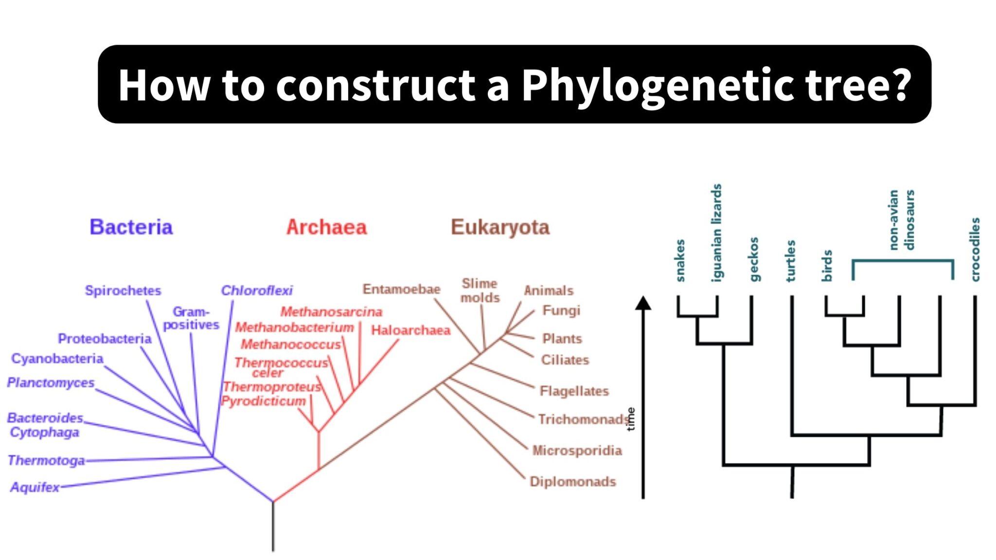 Bioinformatics - Definition, Introduction, Purpose, Applications ...