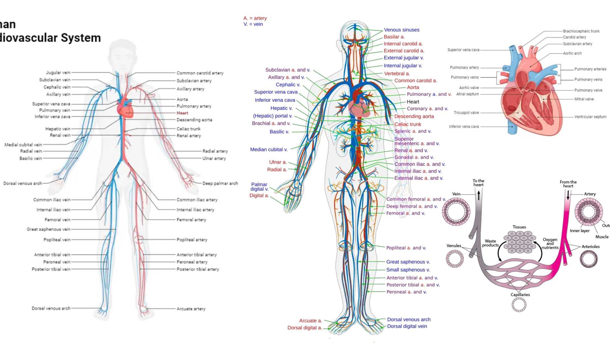 Transmission of Diseases - Biology Notes Online