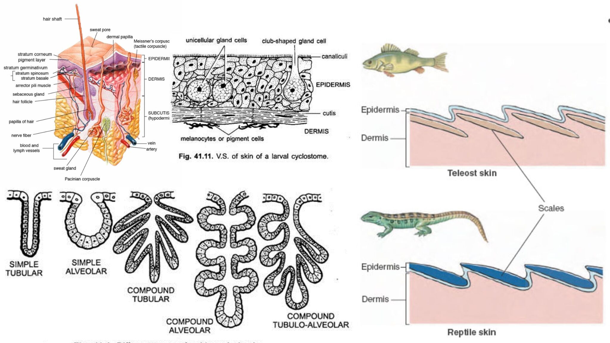 Vertebrata – Definition, Classification, Characteristics, Features ...