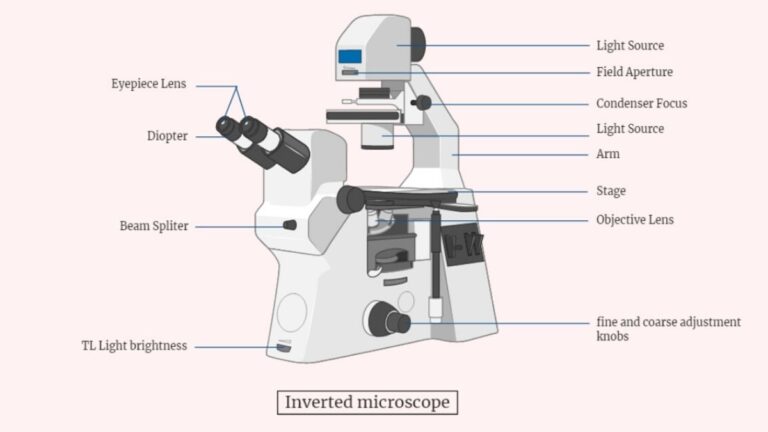 Microscope Slides Preparation Step By Step Guide - Biology Notes Online