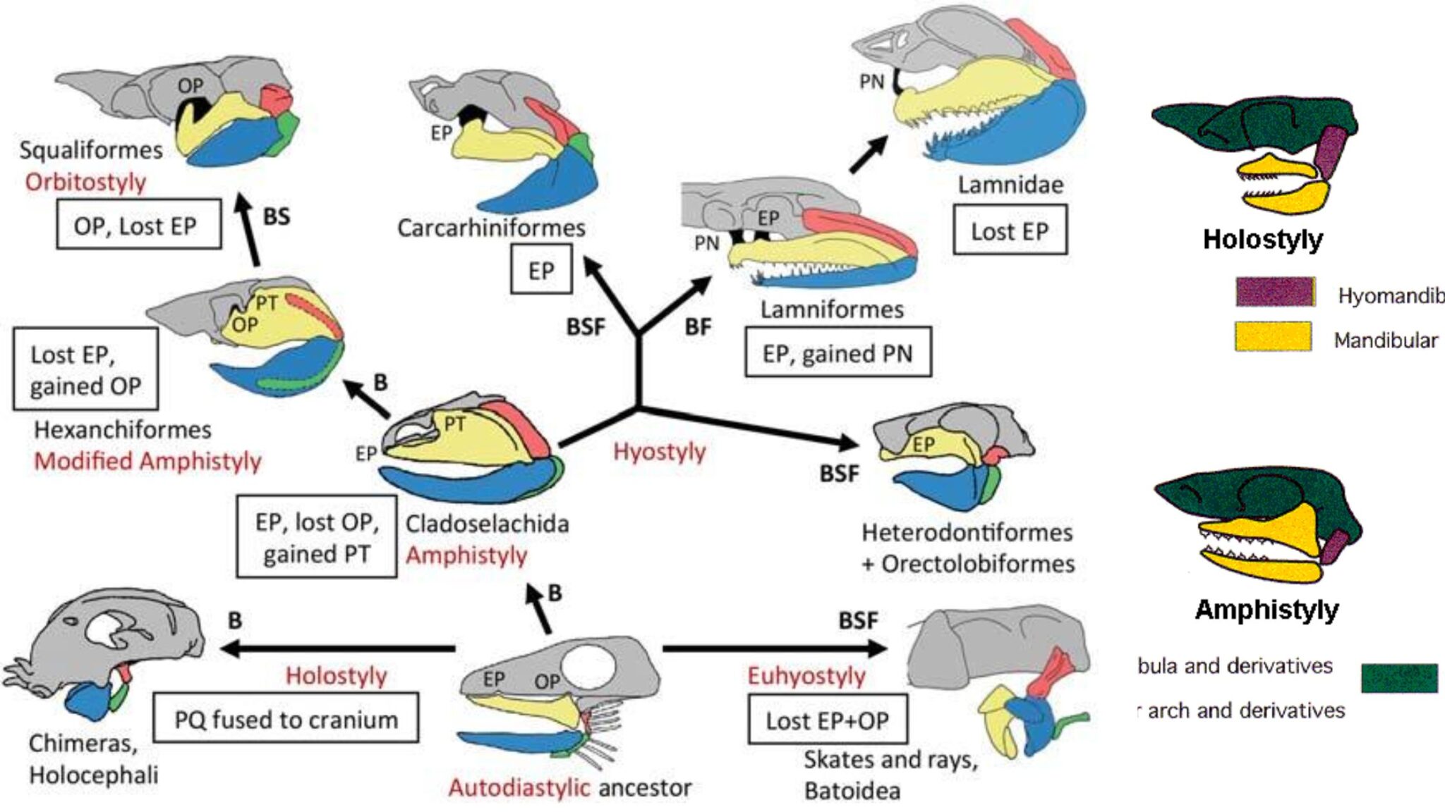 Vertebrata – Definition, Classification, Characteristics, Features ...