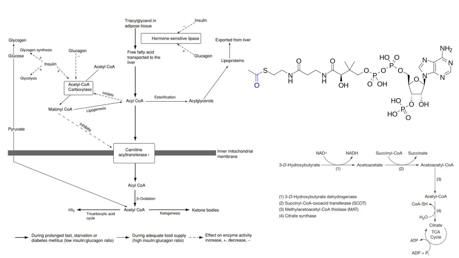 Microbial degradation of Pectin - Enzymes, Steps, Mechanisms - Biology ...