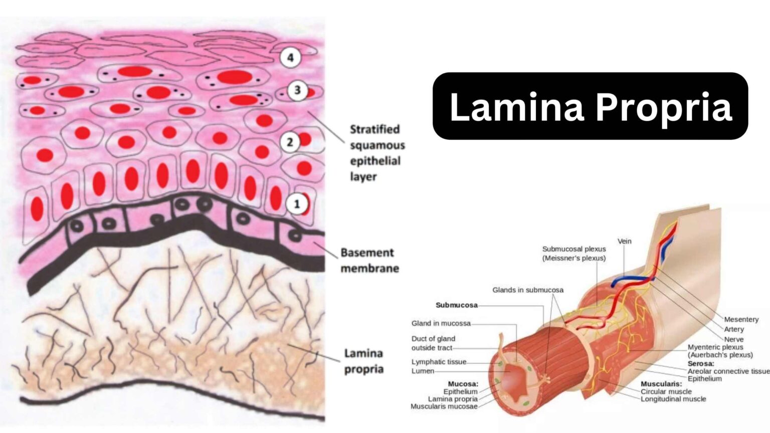 Muscle Cell - Definition, Structure, Functions, Examples - Biology ...