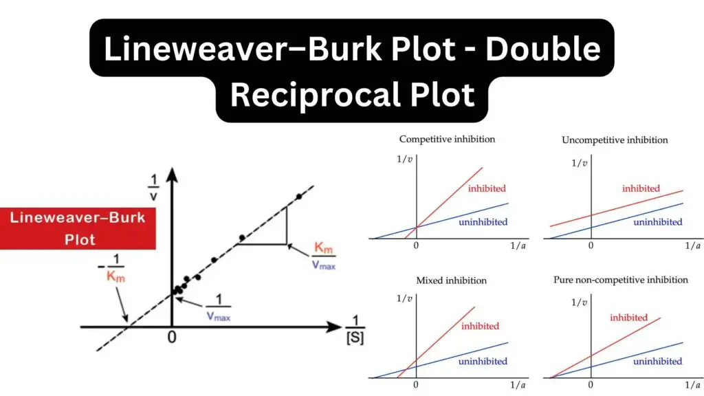 Lineweaver–Burk Plot - Double Reciprocal Plot - Biology Notes Online Lineweaver–Burk Plot - Double Reciprocal Plot - Biology Notes Online