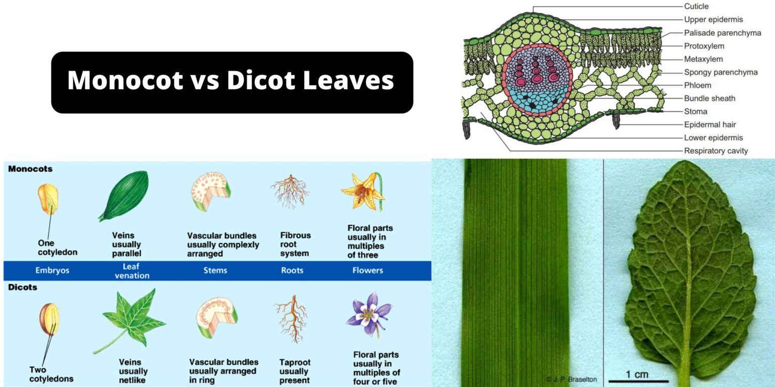 Monocot and Dicot Seed - Characteristics, Structure, Functions ...