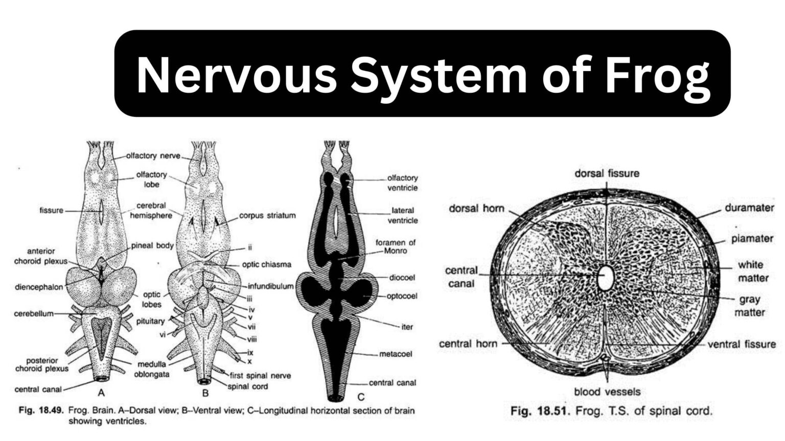 Integument In Vertebrates - Structure, Functions and Derivatives ...