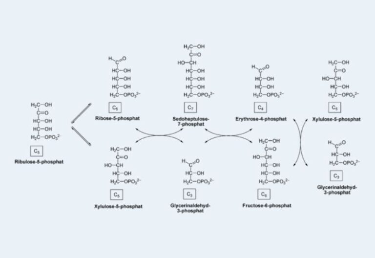 cGMP Pathway – Definition, Steps, Functions, Regulation - Biology Notes ...