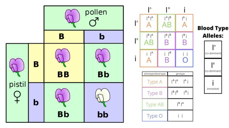 Taxonomy - Definition, Hierarchy, Example, Importance - Biology Notes ...