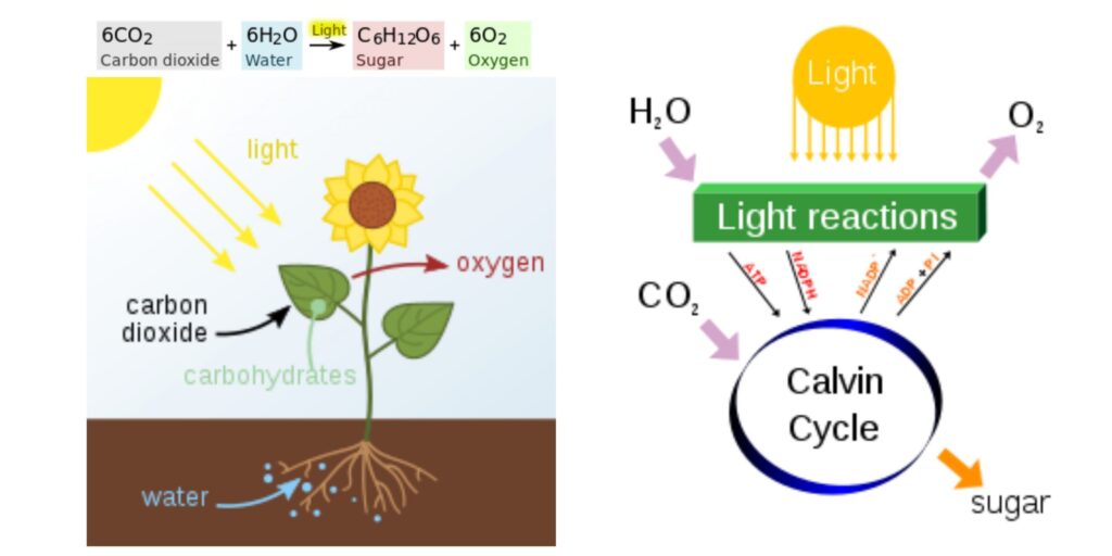 Photosynthesis - Definition, Steps, Equation, Process, Diagram ...