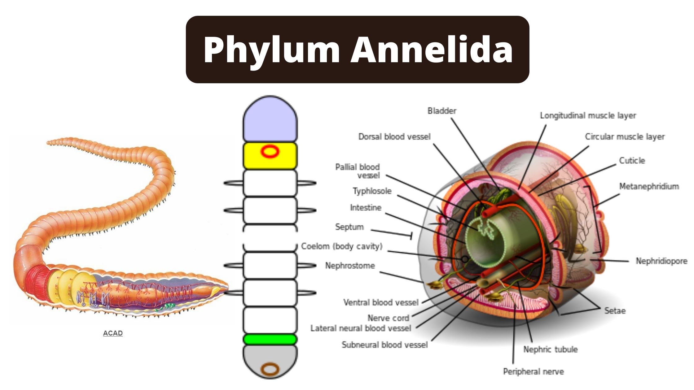 Zoology - Biology Notes Online