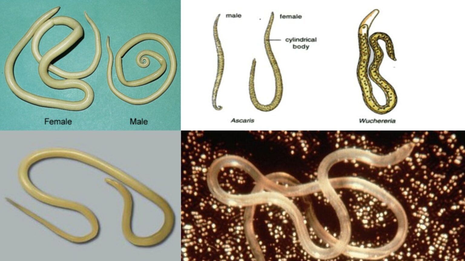 Phylum Arthropoda - Definition, Classification, Characteristics ...