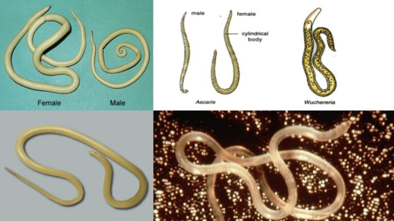 Phylum Hemichordata - Definition, Classification, Characteristics ...