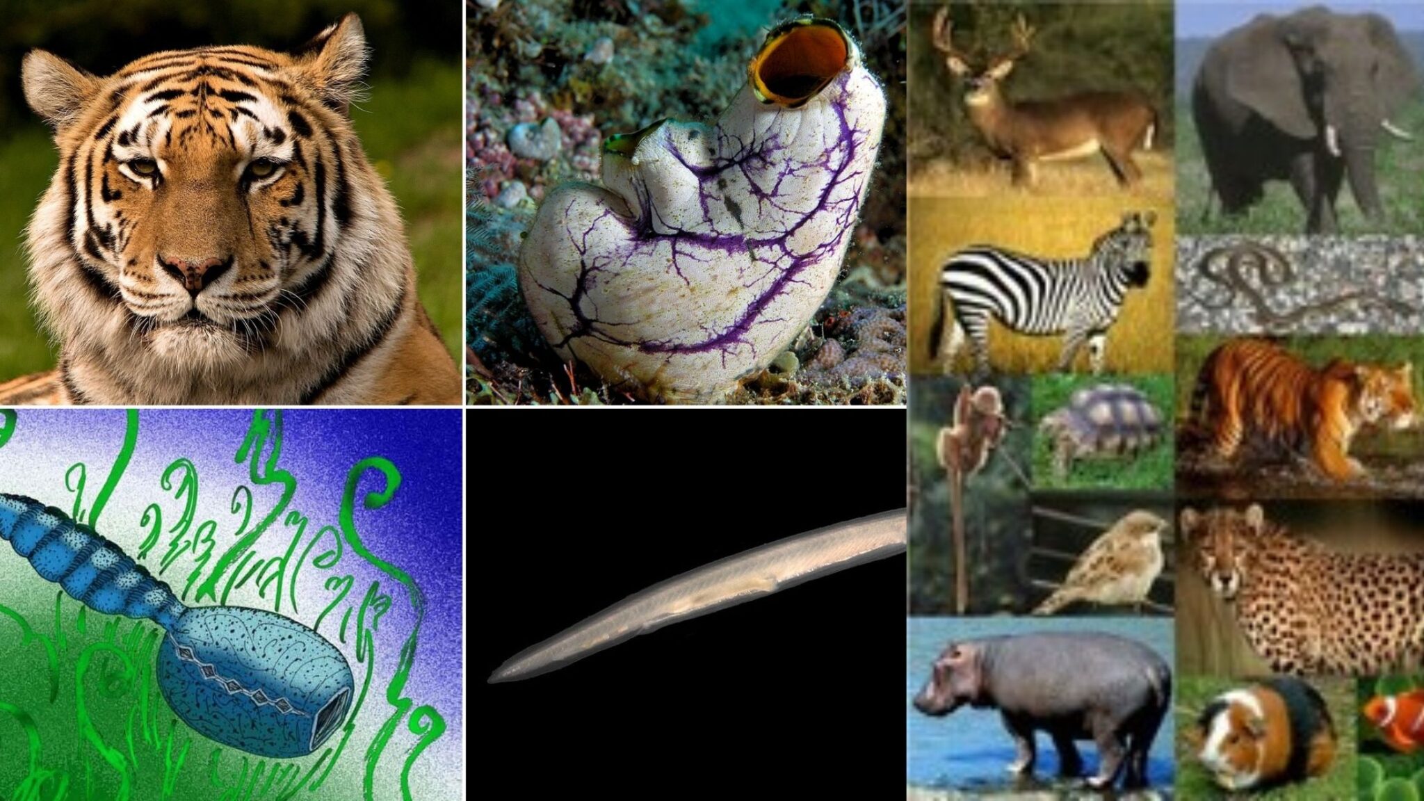 Kingdom Animalia - Different Phylum, Classification, Characteristics ...
