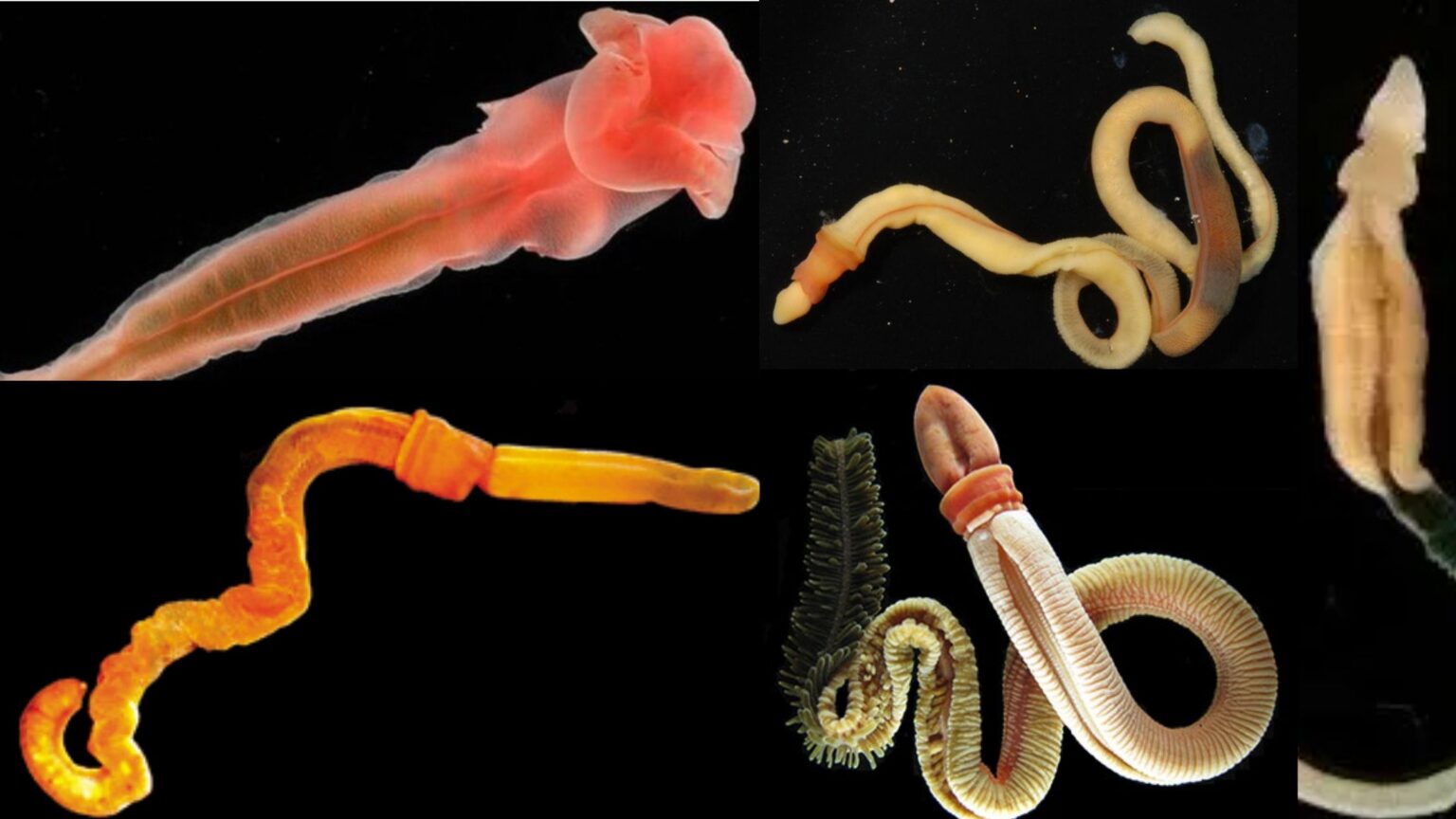 Phylum Aschelminthes - Definition, Examples, Characteristics - Biology ...