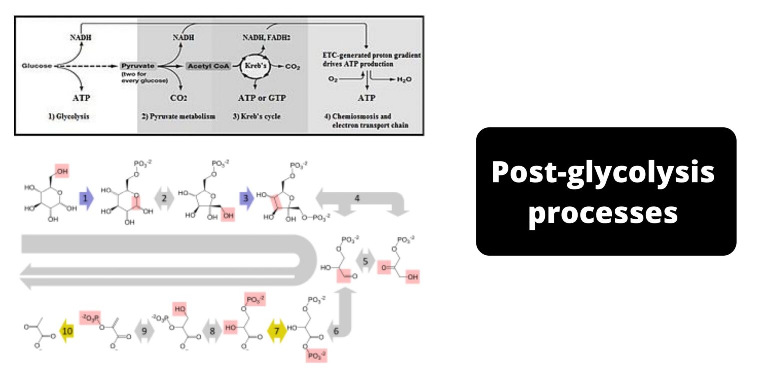 The Glyoxylate Cycle - Definition, Steps, Functions. - Biology Notes Online
