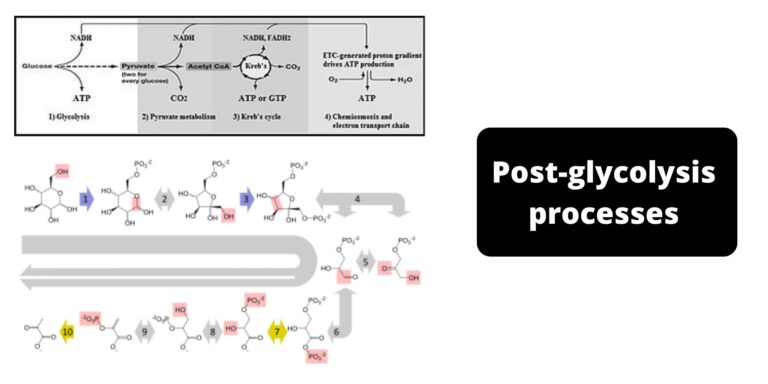 The Glyoxylate Cycle - Definition, Steps, Functions. - Biology Notes Online
