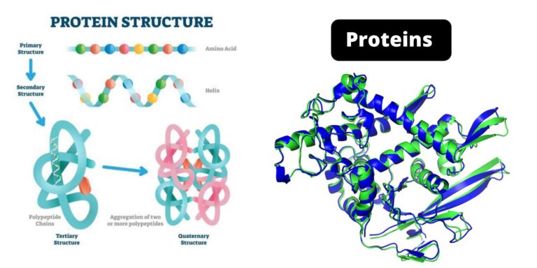 Four Types of Protein Structure With Diagram - Primary, Secondary ...