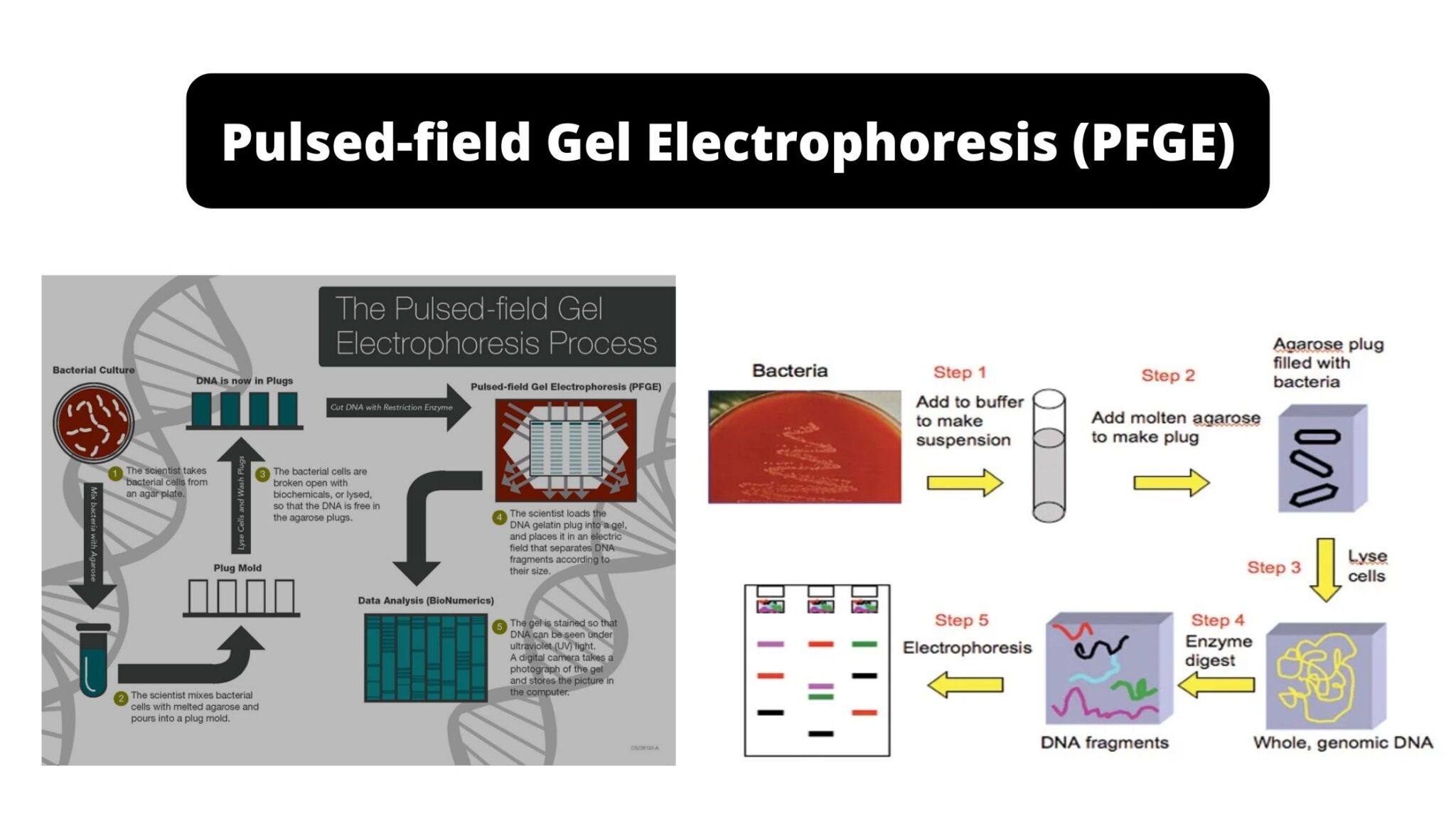 Gas Chromatography - Definition, Parts, Principle, Working, uses ...