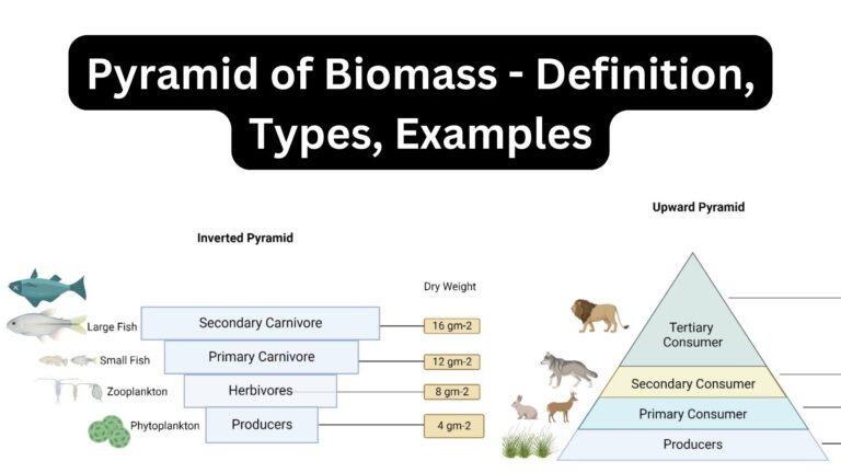 Forest Ecosystem - Definition, Types, Functions - Biology Notes Online
