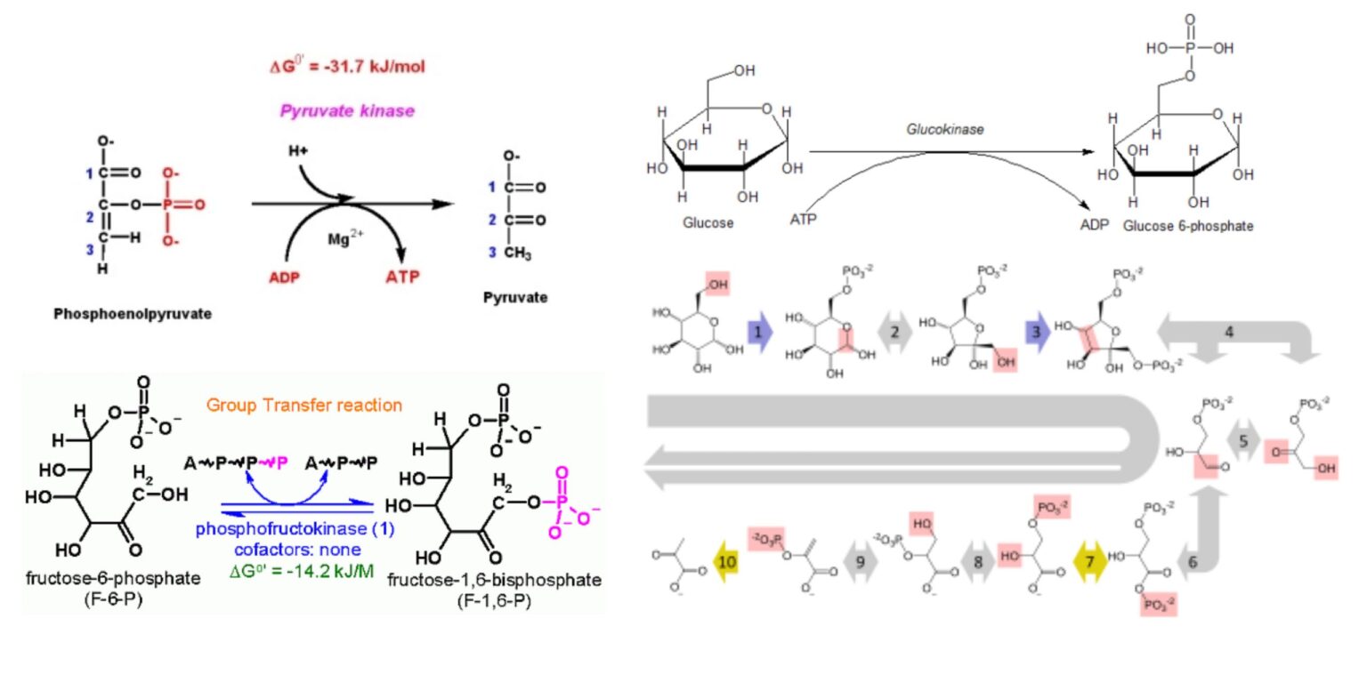 Uronic Acid Pathway - Definition, Enzymes, Steps, Importance - Biology ...