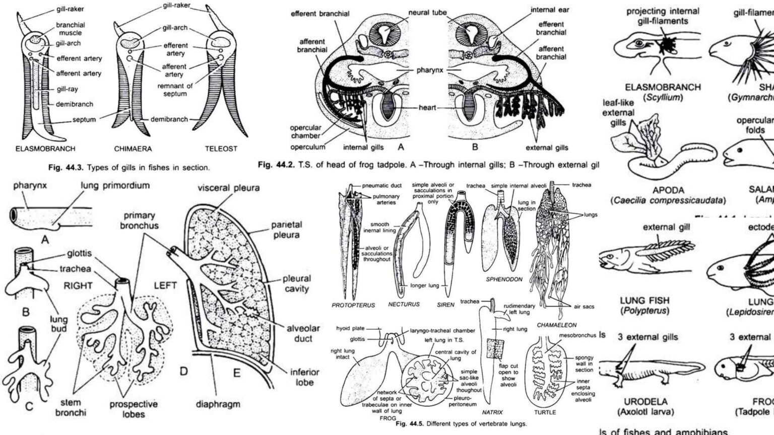 Vertebrata – Definition, Classification, Characteristics, Features ...