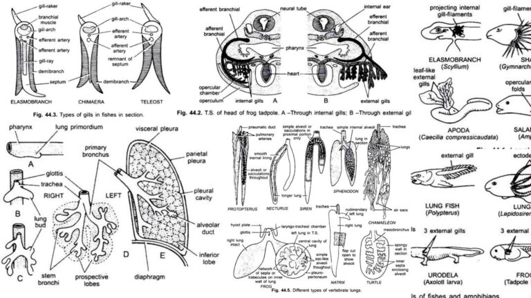 Jaw Suspension In Vertebrates - Types, Structure, Functions, Example ...