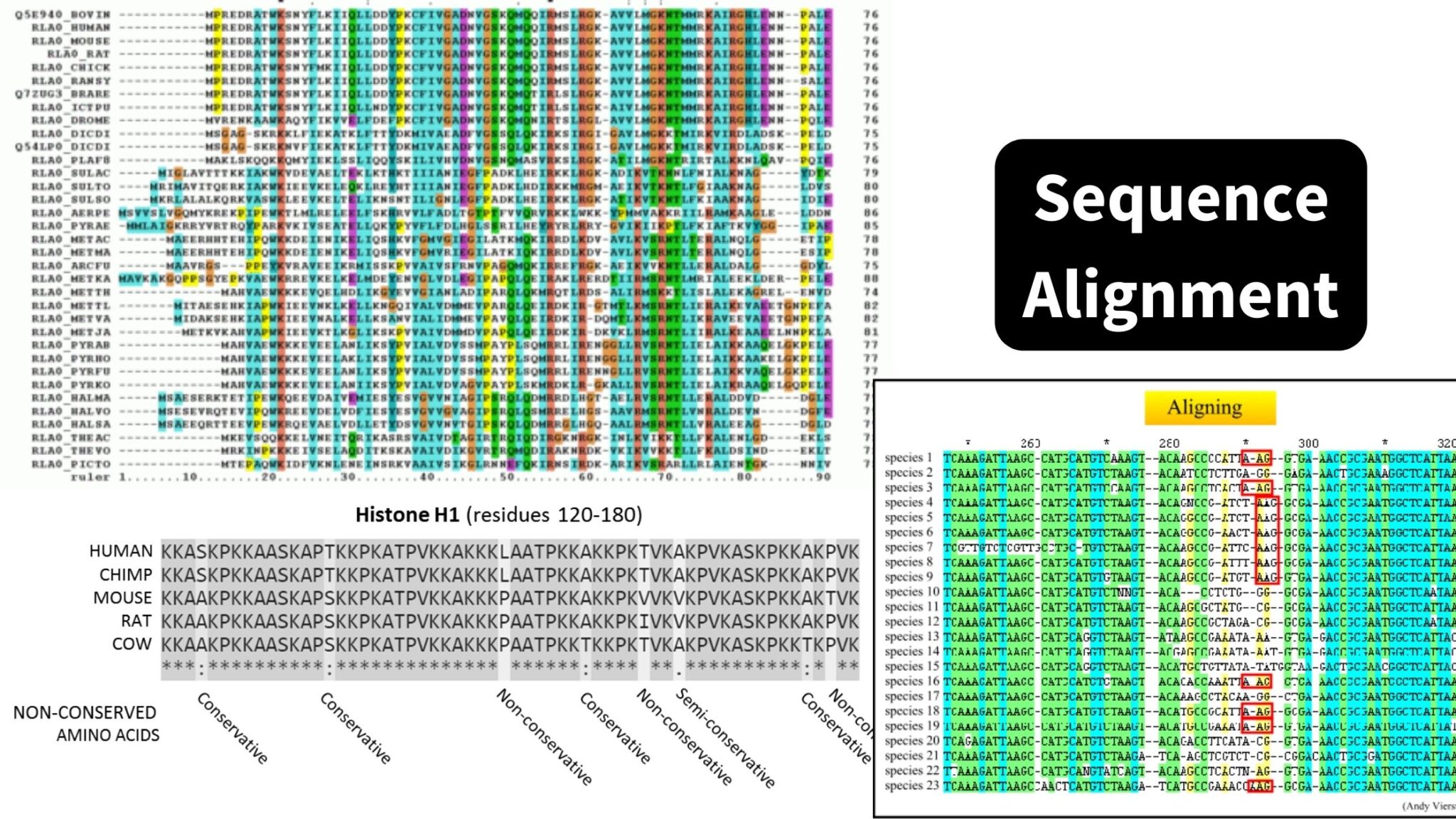 Fasta Definition Programs Working Steps Applications Biology