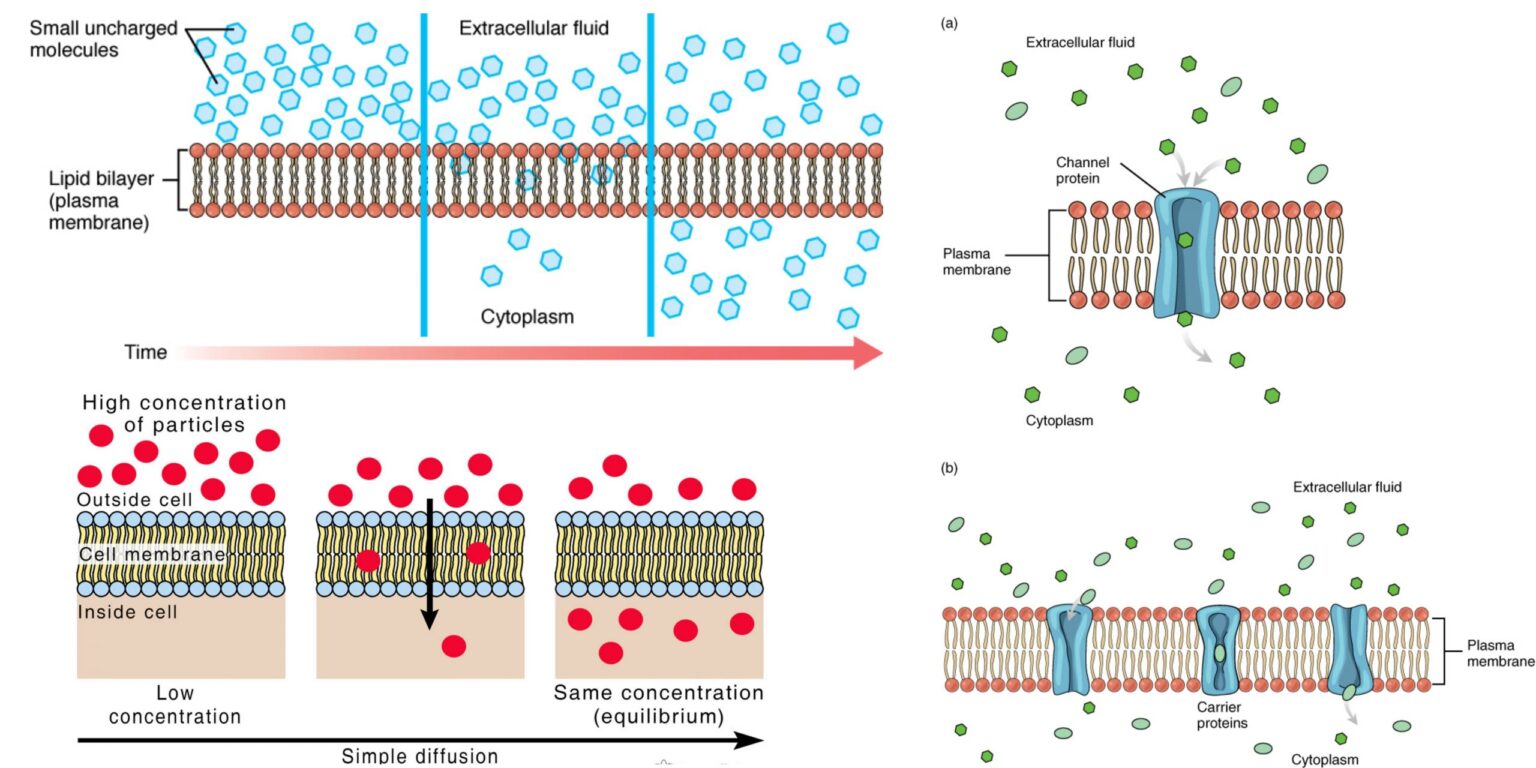 Facilitated Diffusion - Definition, Principle, Examples - Biology Notes ...