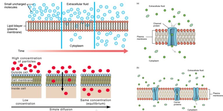 Facilitated Diffusion - Definition, Principle, Examples - Biology Notes ...