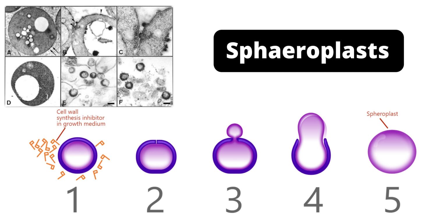 Diphtheroids Definition Classification Structure Pathogenesis Transmission Biology Notes