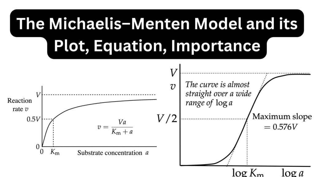 The Michaelis–Menten Model and its Plot, Equation, Importance - Biology ...