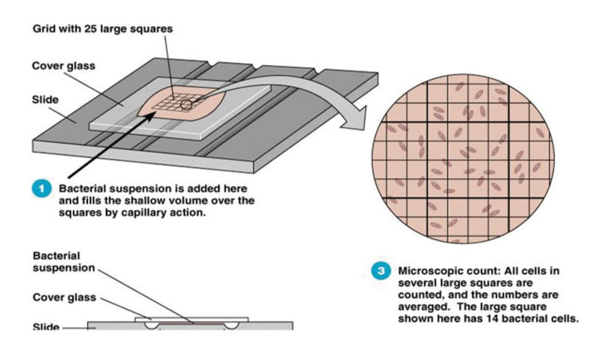 Facilitated Diffusion - Definition, Principle, Examples - Biology Notes ...