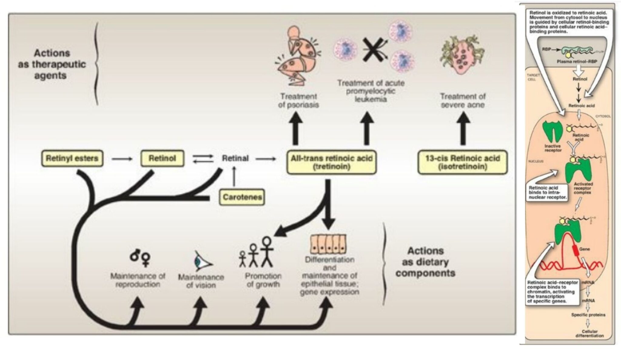 Vitamin B1 (Thiamine) - Structure, Properties, Functions, Deficiency ...