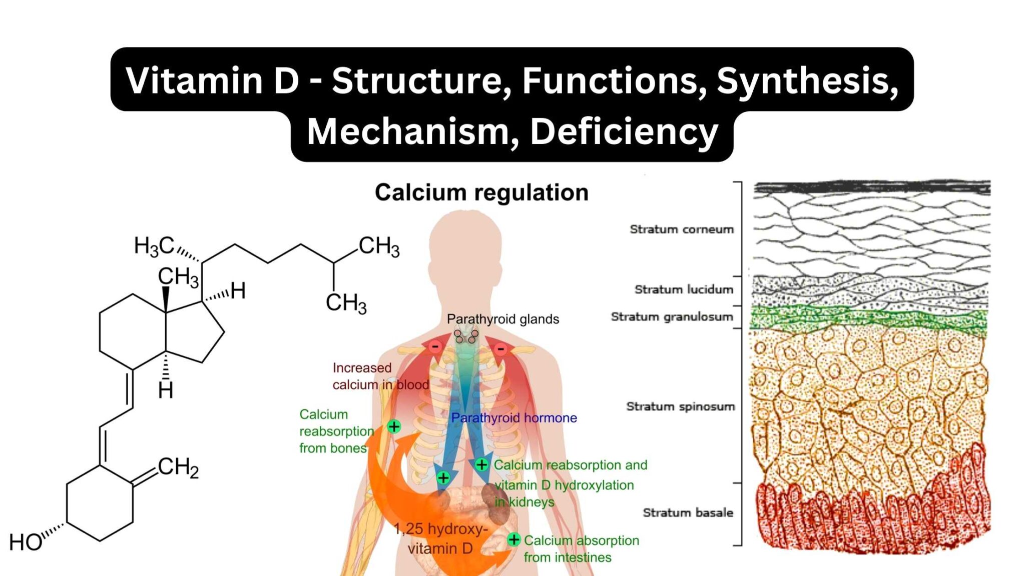 Vitamin A - Structure, Functions, Properties, Source And Deficiency ...