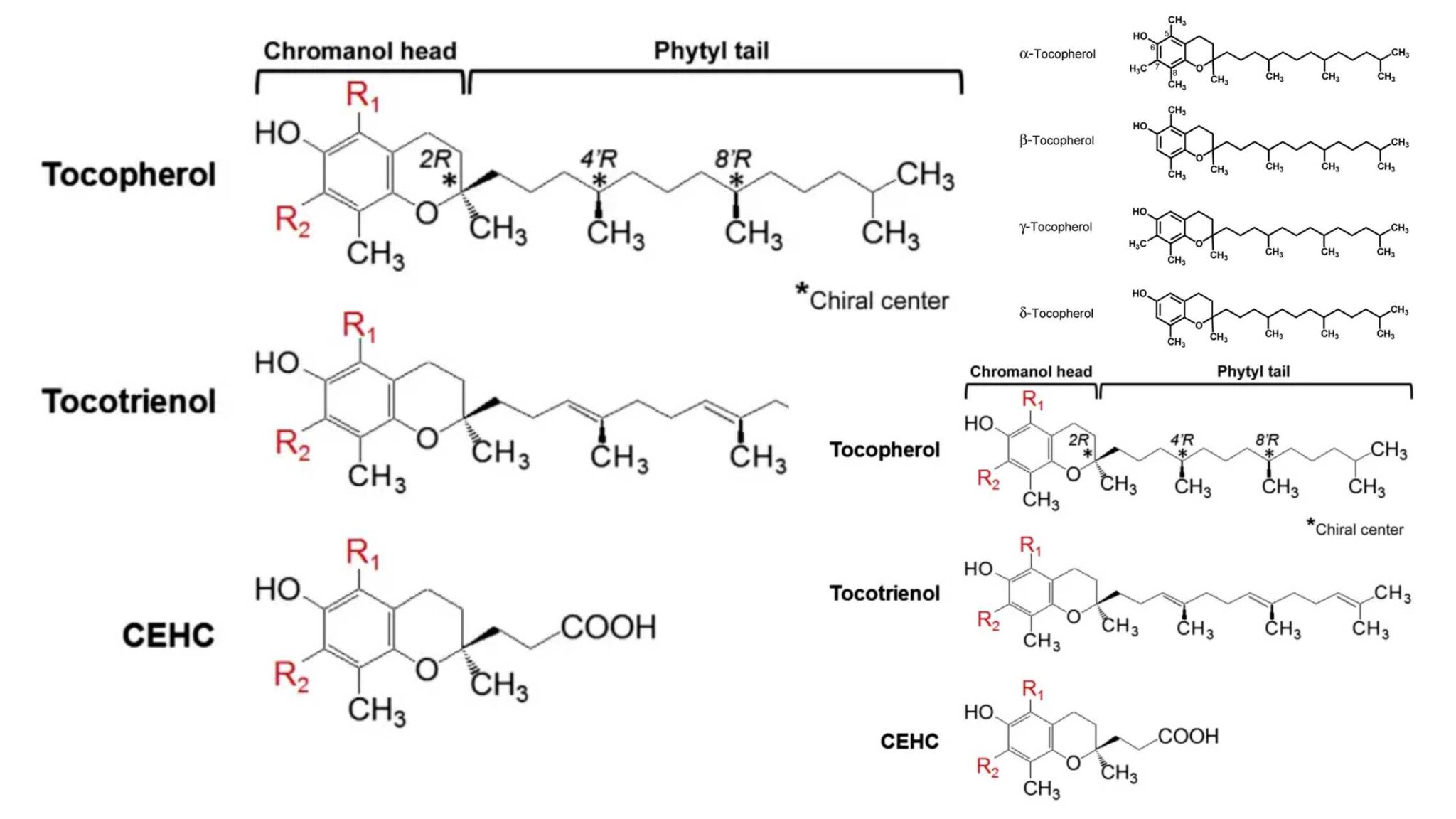 Vitamin Archives - Biology Notes Online