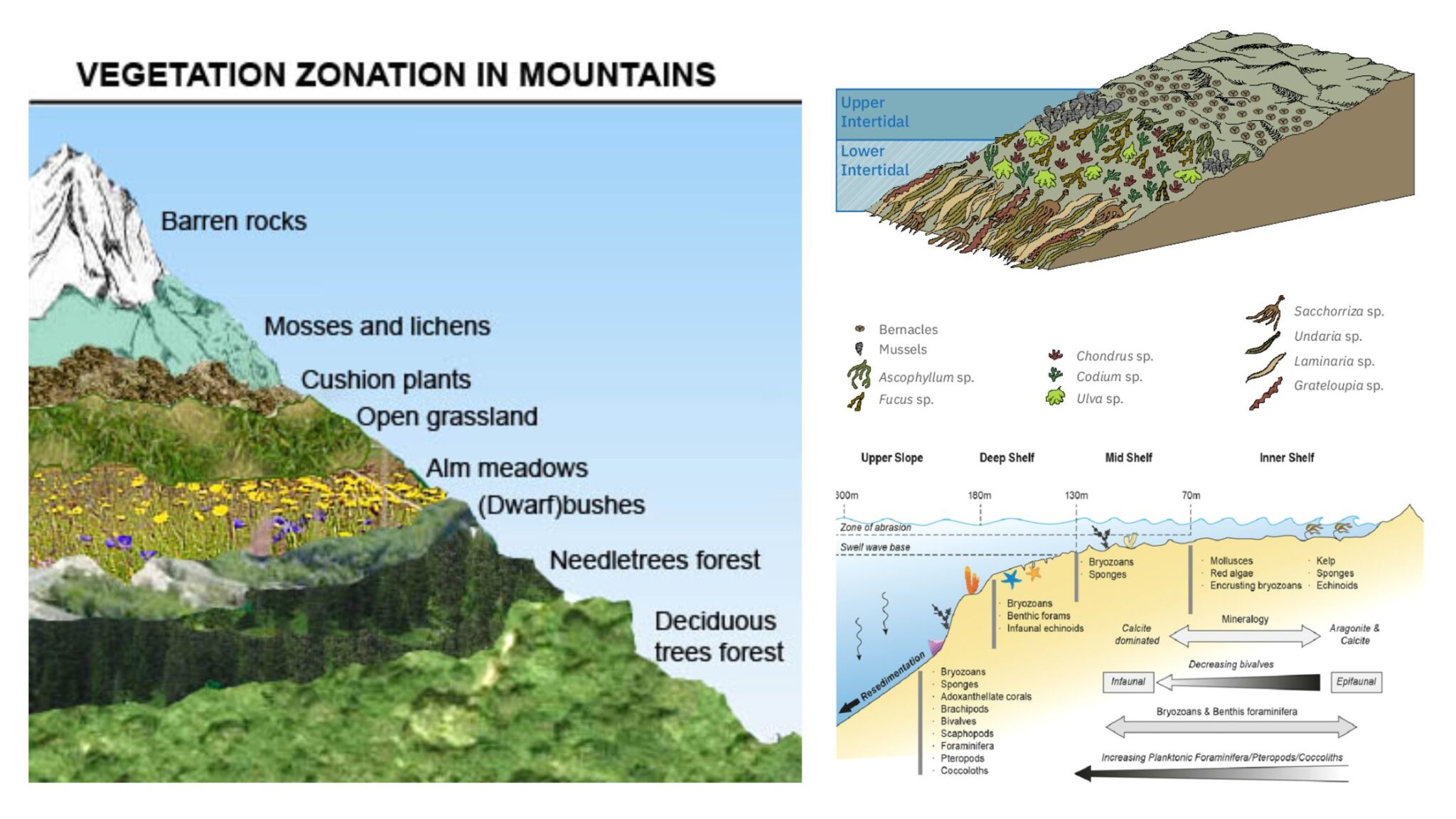 Forest Ecosystem - Definition, Types, Functions - Biology Notes Online