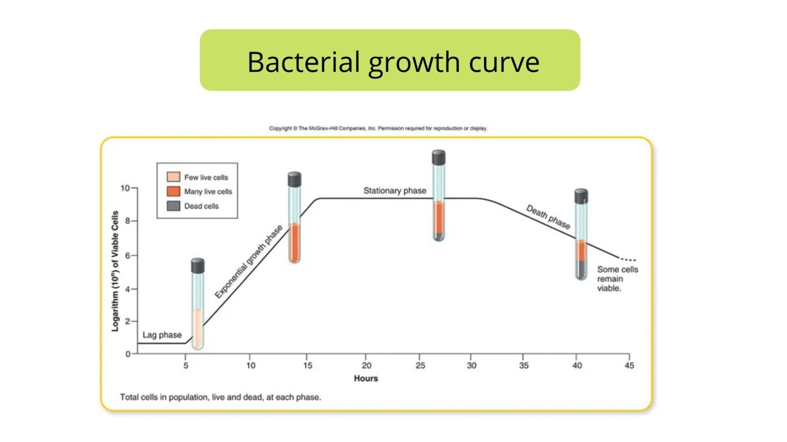 Bacterial Growth And Different Environmental Factors Affect Bacterial