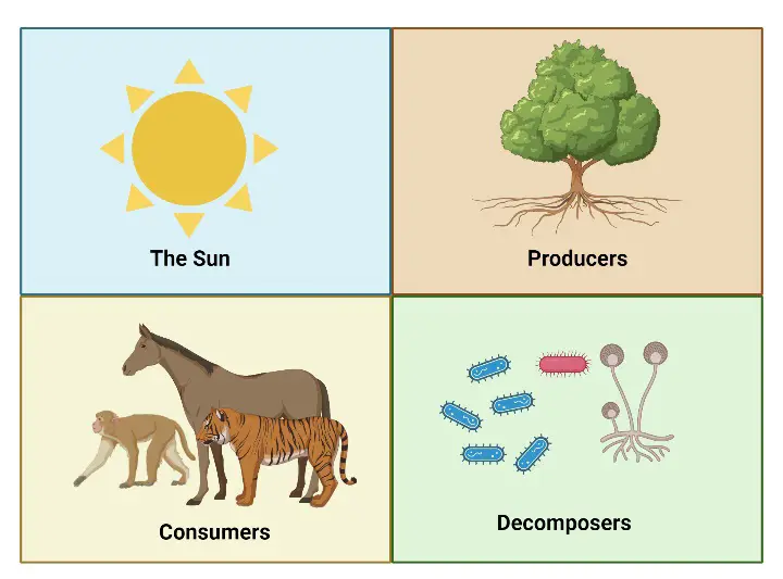 Examples Of Producers In The Food Chain Food Chain | CK 12 Foundation
