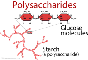 Carbohydrates - Definition, Examples, Structure, Types, and Functions ...